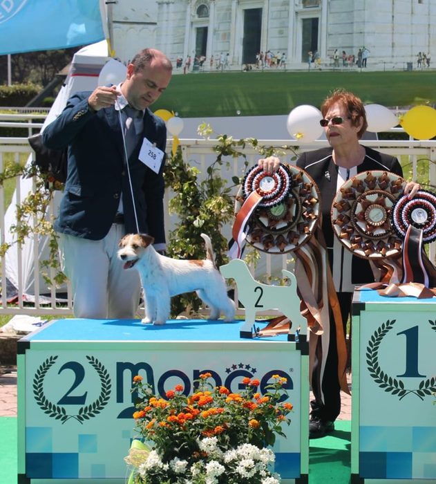 Raduno Europeo Pisa :: ALLEVAMENTO JACK RUSSELL DI CAVALIEREJACK